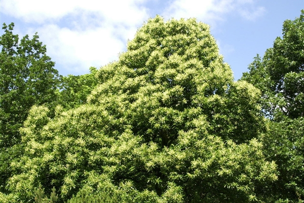Castanea sativa, Esskastanie, Marone - Baum des Jahres 2018 - Park der ...