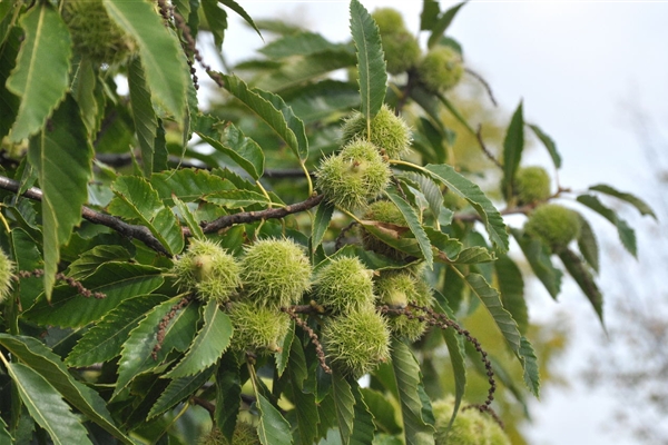 Castanea sativa, Esskastanie, Marone - Baum des Jahres 2018 - Park der ...