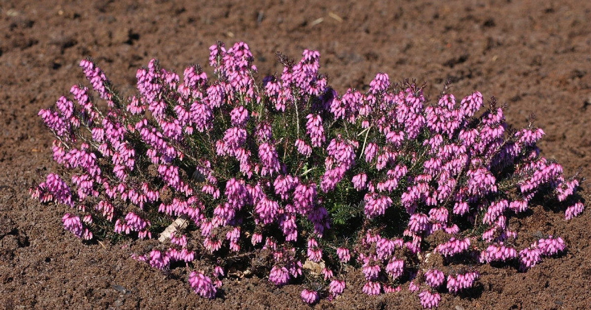 Erica carnea Wintersonne, Winterheide, Schneeheide - Park der Gaerten