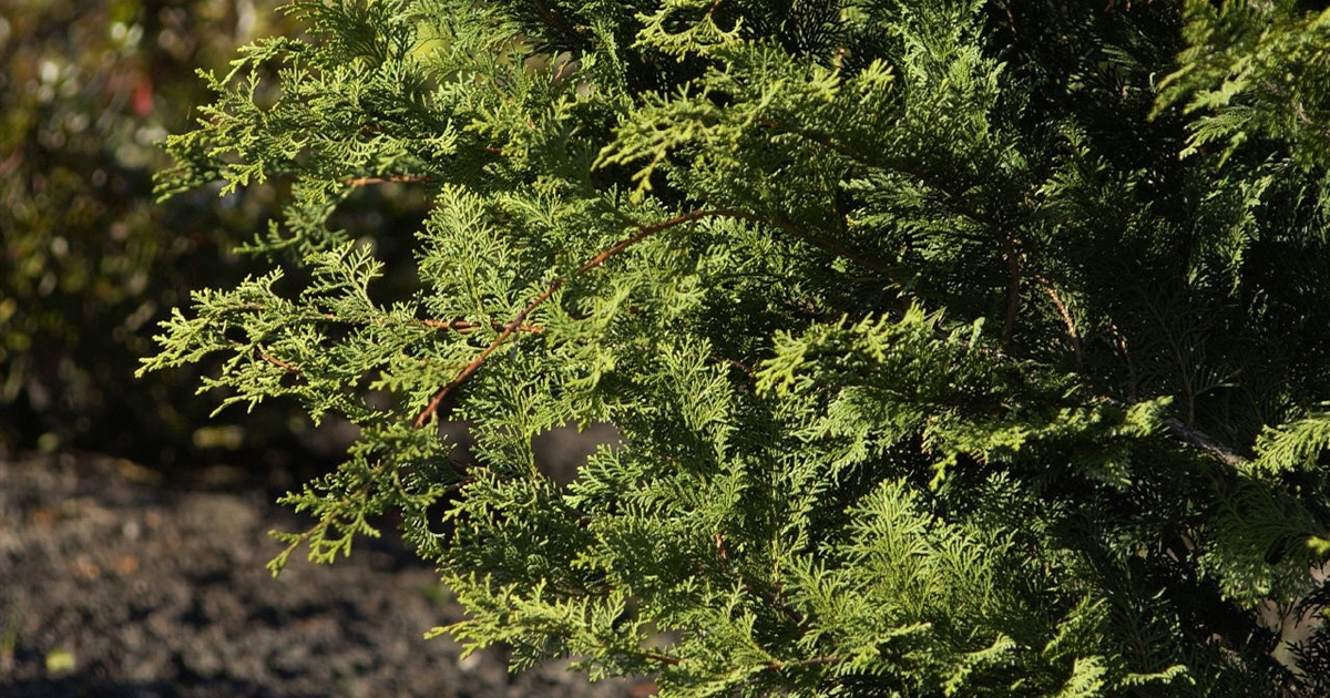 Chamaecyparis obtusa Compacta, Hinoki-Scheinzypresse - Park der Gaerten