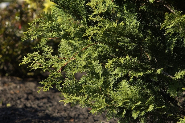 Chamaecyparis obtusa Compacta, Hinoki-Scheinzypresse - Park der Gaerten