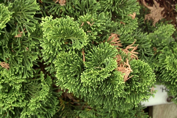 Chamaecyparis obtusa Hage, Hinoki-Scheinzypresse - Park der Gaerten