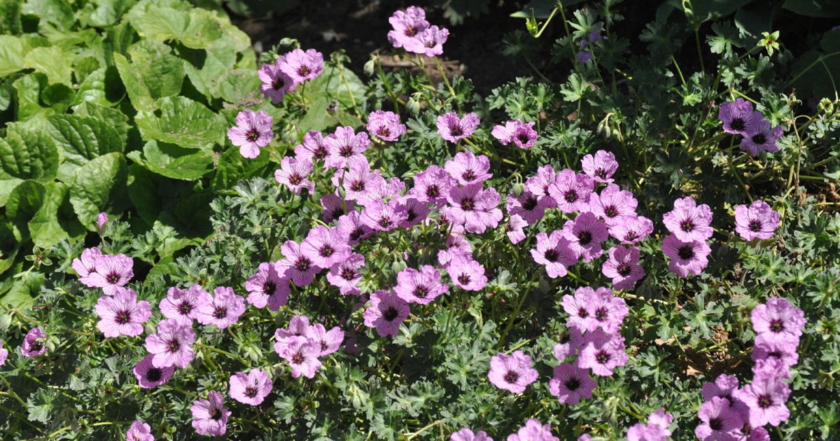 Geranium cinereum Ballerina, Storchschnabel, Stochschnabel - Park der ...
