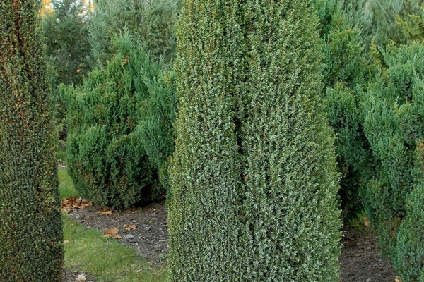 Juniperus communis Arnold, Gewöhnlicher Wacholder - Park der Gaerten