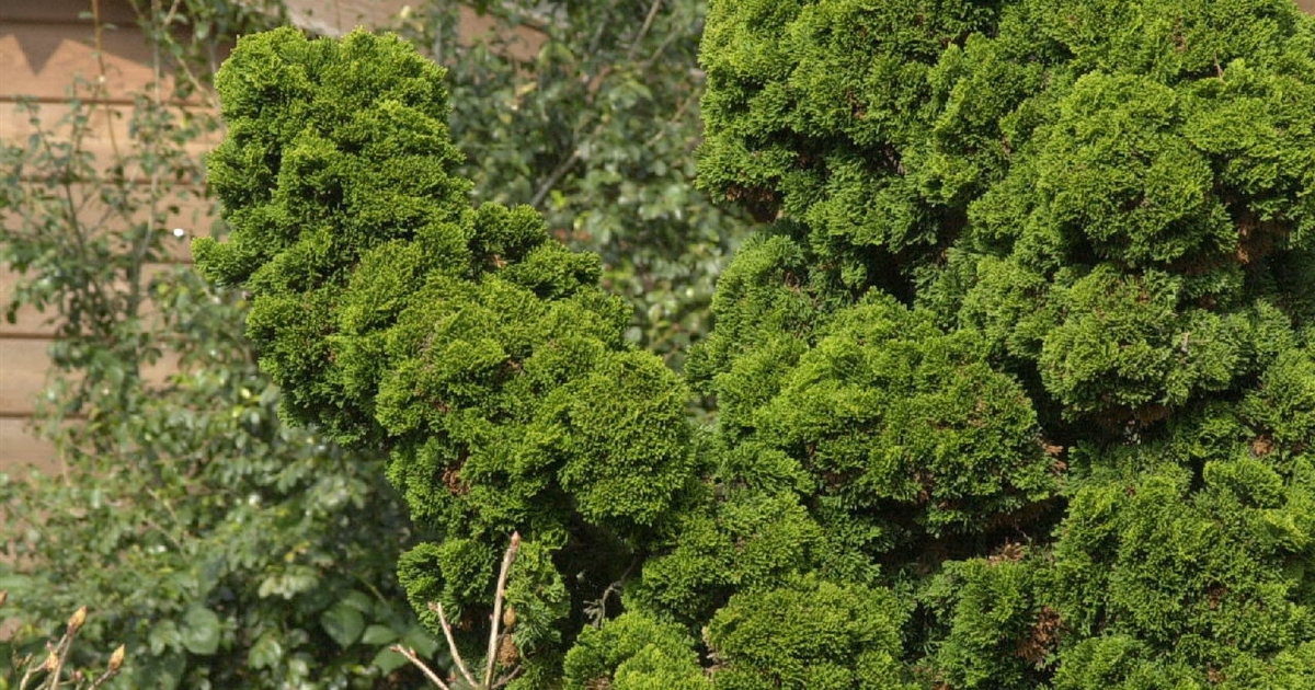 Chamaecyparis obtusa Contorta, Hinoki-Scheinzypresse - Park der Gaerten