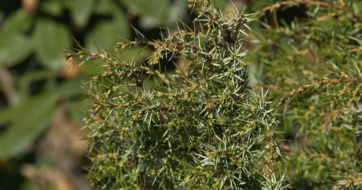 Juniperus communis Breeser Grund, Gewöhnlicher Wacholder - Park der Gaerten