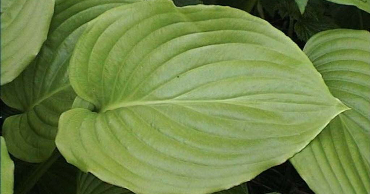 Hosta plantaginea Grandiflora, Funkie - Park der Gaerten