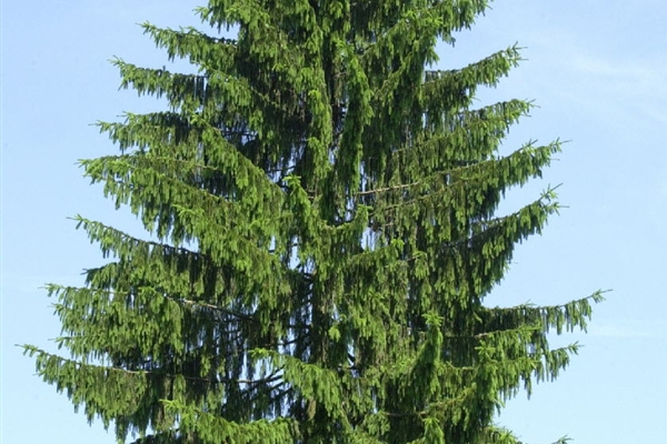 Picea abies Viminalis, Rotfichte, Gemeine Fichte - Park der Gaerten