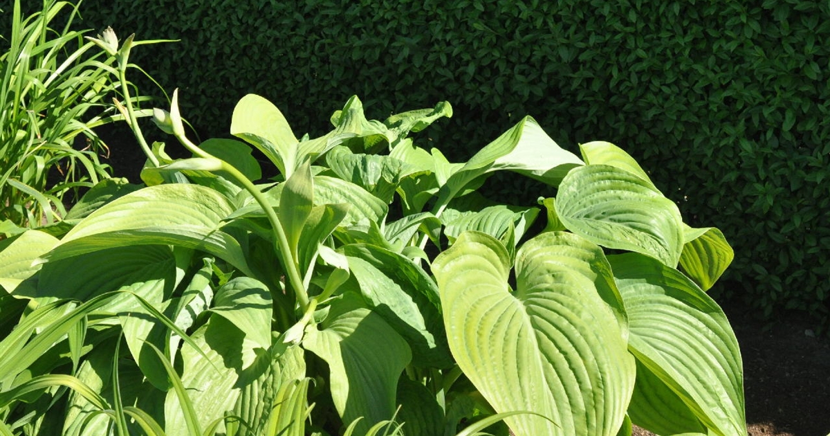 Hosta Elatior, Funkie - Park der Gaerten