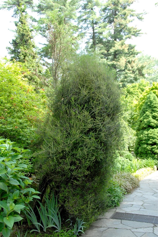 Erica scoparia, Strauchheide - Park der Gaerten