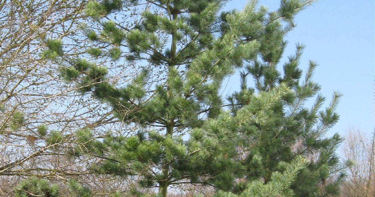 Pinus parviflora Tempelhof, Mädchenkiefer - Park der Gaerten