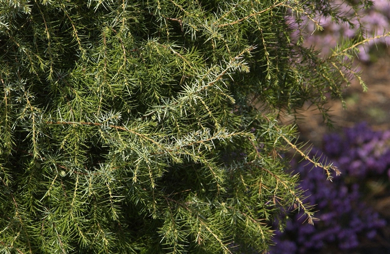 Juniperus communis Laxa, Gewöhnlicher Wacholder - Park der Gaerten