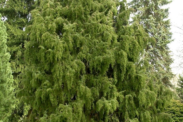 Juniperus communis Oblonga Pendula, Gewöhnlicher Wacholder - Park der ...