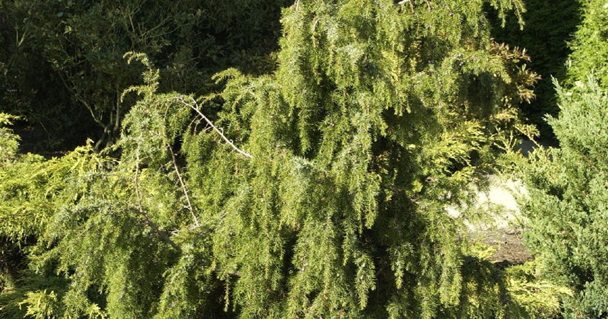 Juniperus communis Oblonga Pendula, Gewöhnlicher Wacholder - Park der ...