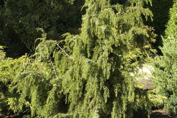 Juniperus communis Oblonga Pendula, Gewöhnlicher Wacholder - Park der ...