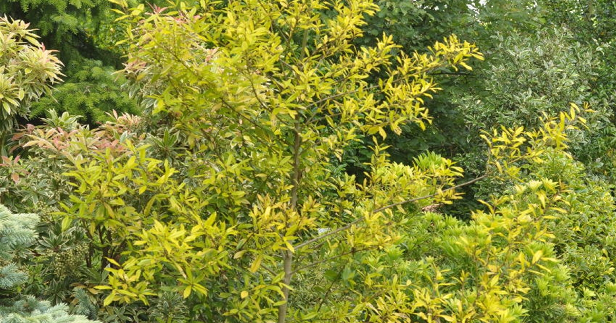 Ilex x attenuata Sunny Foster, Stechhülse - Park der Gaerten
