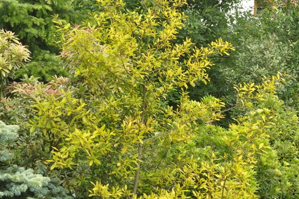 Ilex x attenuata Sunny Foster, Stechhülse - Park der Gaerten