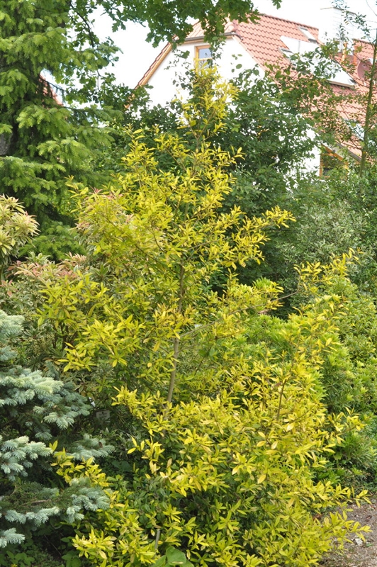 Ilex x attenuata Sunny Foster, Stechhülse - Park der Gaerten