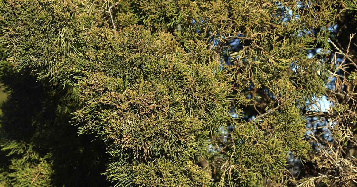 Juniperus chinensis Fairview, Chinesischer Wacholder - Park der Gaerten