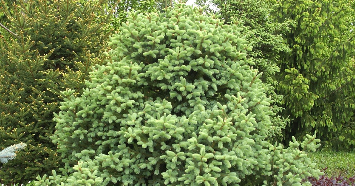 Picea asperata Glauca, Raue Fichte - Park der Gaerten