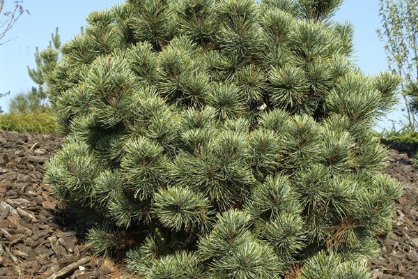 Pinus pumila Globe, Zwerg-Kiefer, Ostasiatische Zwergkiefer - Park der ...