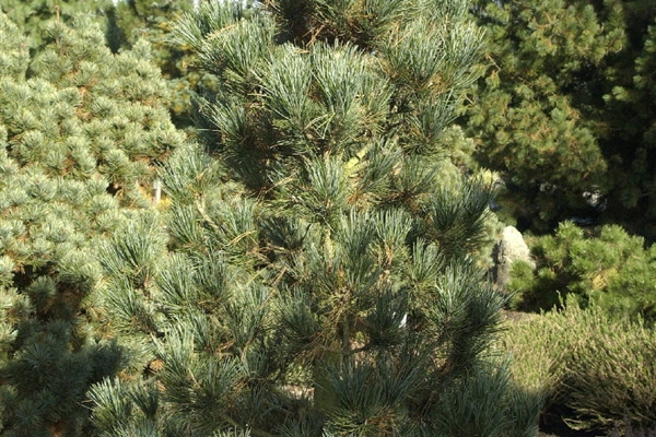 Pinus cembra Compacta Glauca, Zirbel-Kiefer - Park der Gaerten