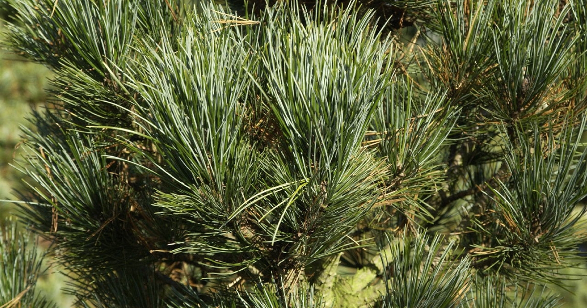 Pinus cembra Compacta Glauca, Zirbel-Kiefer - Park der Gaerten