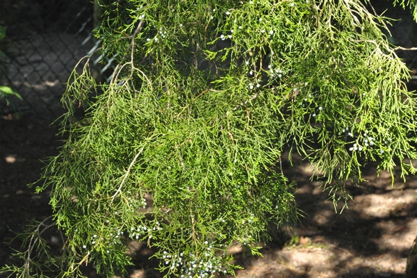 Juniperus virginiana Elegantissima, Virginischer Wacholder - Park der ...