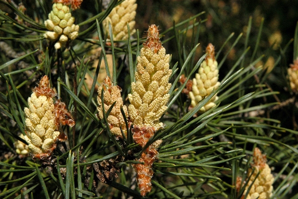Pinus sylvestris, Waldkiefer - Park der Gaerten
