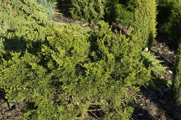 Juniperus virginiana Nana Compacta, Virginischer Wacholder - Park der ...