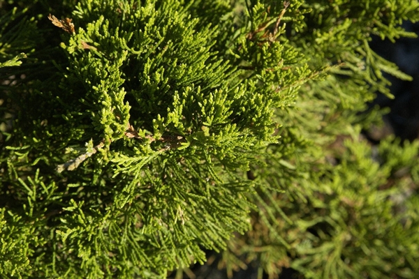 Juniperus virginiana Nana Compacta, Virginischer Wacholder - Park der ...