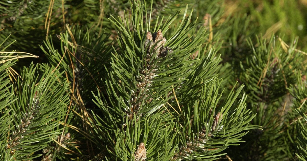 Pinus mugo Laurin, Krummholz-Kiefer, Bergkiefer - Park der Gaerten
