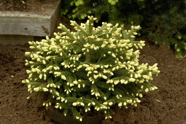 Picea orientalis Golden Start, Morgenländische Fichte - Park der Gaerten