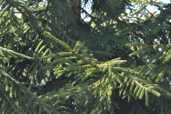 Picea orientalis Golden Start, Morgenländische Fichte - Park der Gaerten