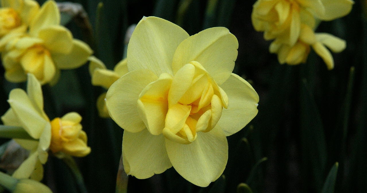 Narcissus Yellow Cheerfulness, Narzisse - Park der Gaerten