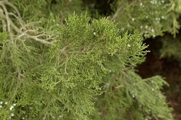 Juniperus virginiana Schottii, Virginischer Wacholder - Park der Gaerten