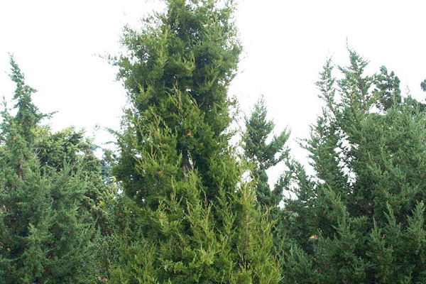 Juniperus virginiana Schottii, Virginischer Wacholder - Park der Gaerten
