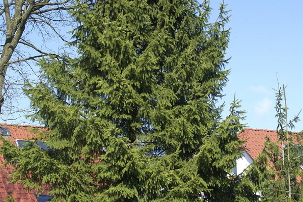 Picea abies Aurea, Rotfichte - Park der Gaerten