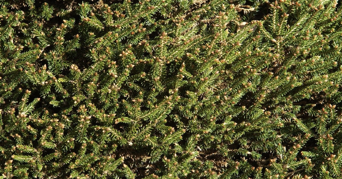Picea abies Clanbrassiliana, Rotfichte, Gemeine Fichte - Park der Gaerten