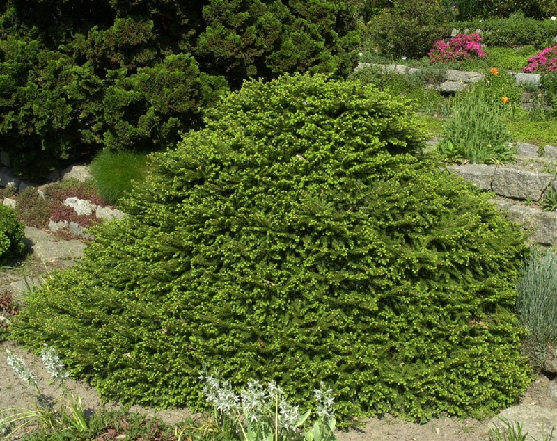 Picea abies Procumbens, Rotfichte, Gemeine Fichte - Park der Gaerten