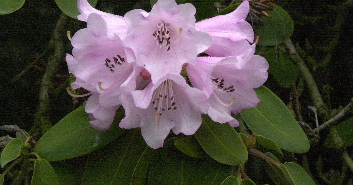 Rhododendron oreodoxa, Alpenrose - Park der Gaerten