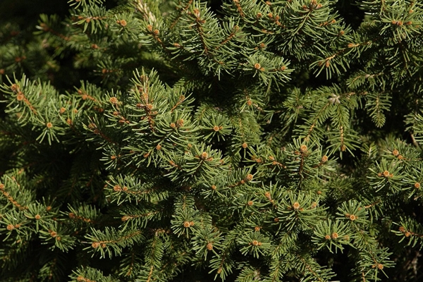 Picea abies Dippenhall, Rotfichte, Gemeine Fichte - Park der Gaerten