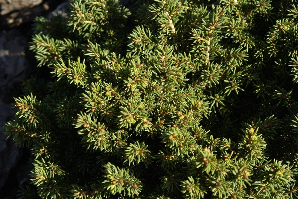 Picea abies Little Gem, Zwerg-Rotfichte - Park der Gaerten