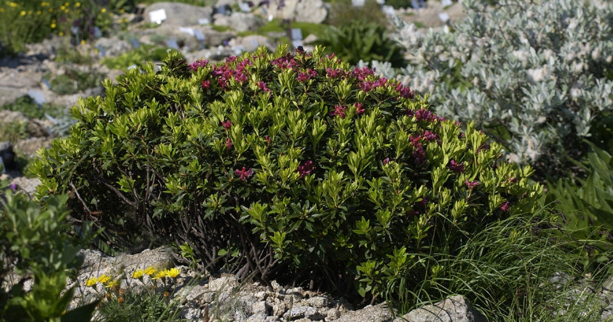 Rhododendron ferrugineum, Rostblättrige Alpenrose - Park der Gaerten