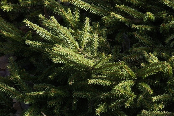 Picea abies Repens, Rotfichte, Gemeine Fichte - Park der Gaerten