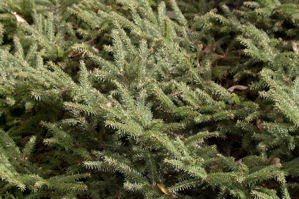 Picea abies Tabuliformis, Rotfichte, Gemeine Fichte - Park der Gaerten