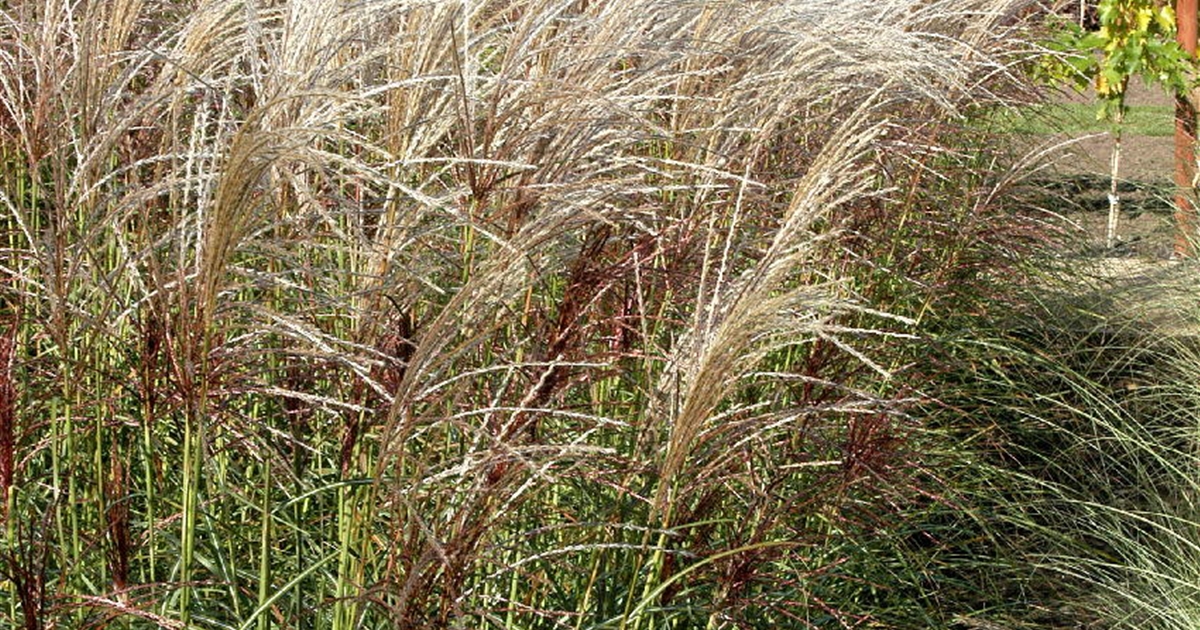 Miscanthus sinensis Rotsilber, Chinaschilf - Park der Gaerten