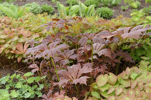 Rodgersia podophylla Rotlaub, Zacken-Schaublatt, Rodgersie - Park der ...