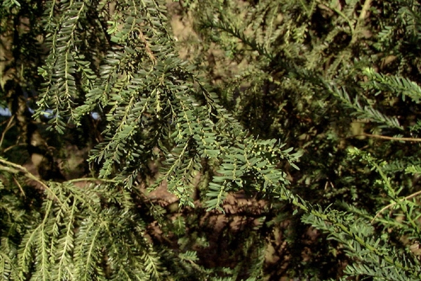 Taxus baccata Adpressa Erecta, Europäische Eibe - Park der Gaerten
