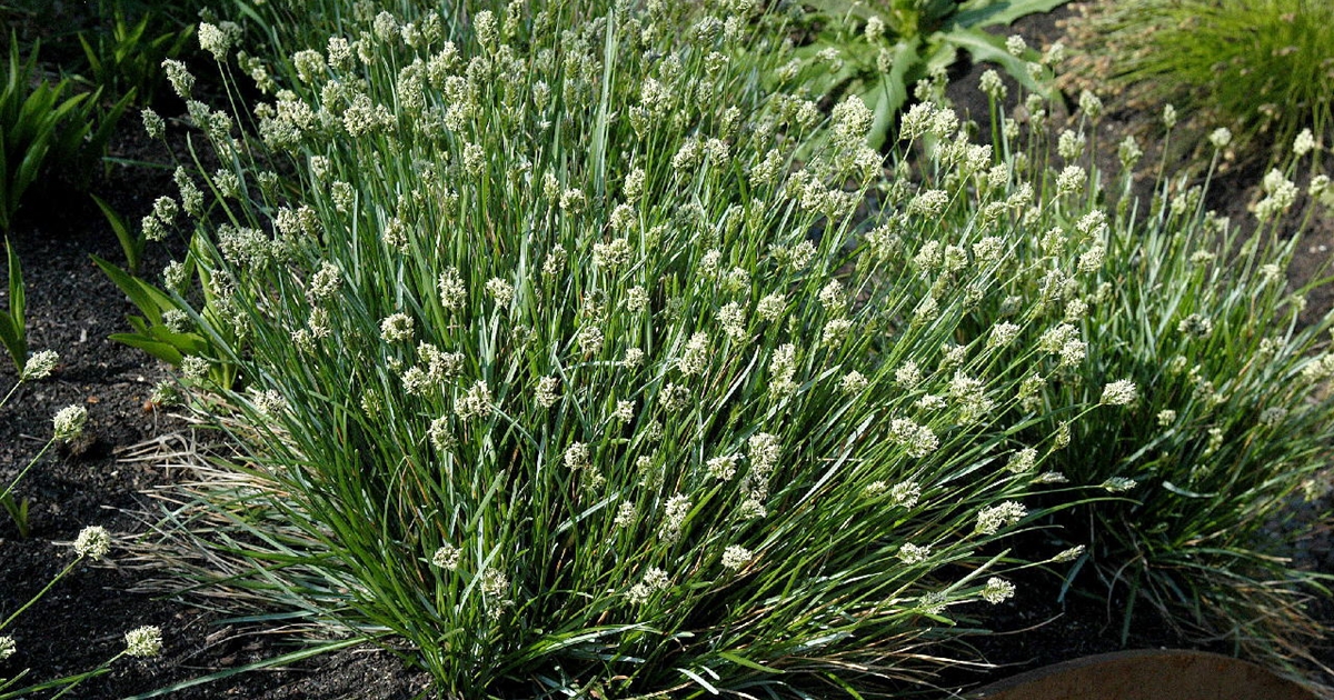 Sesleria caerulea, Blaugras - Park der Gaerten